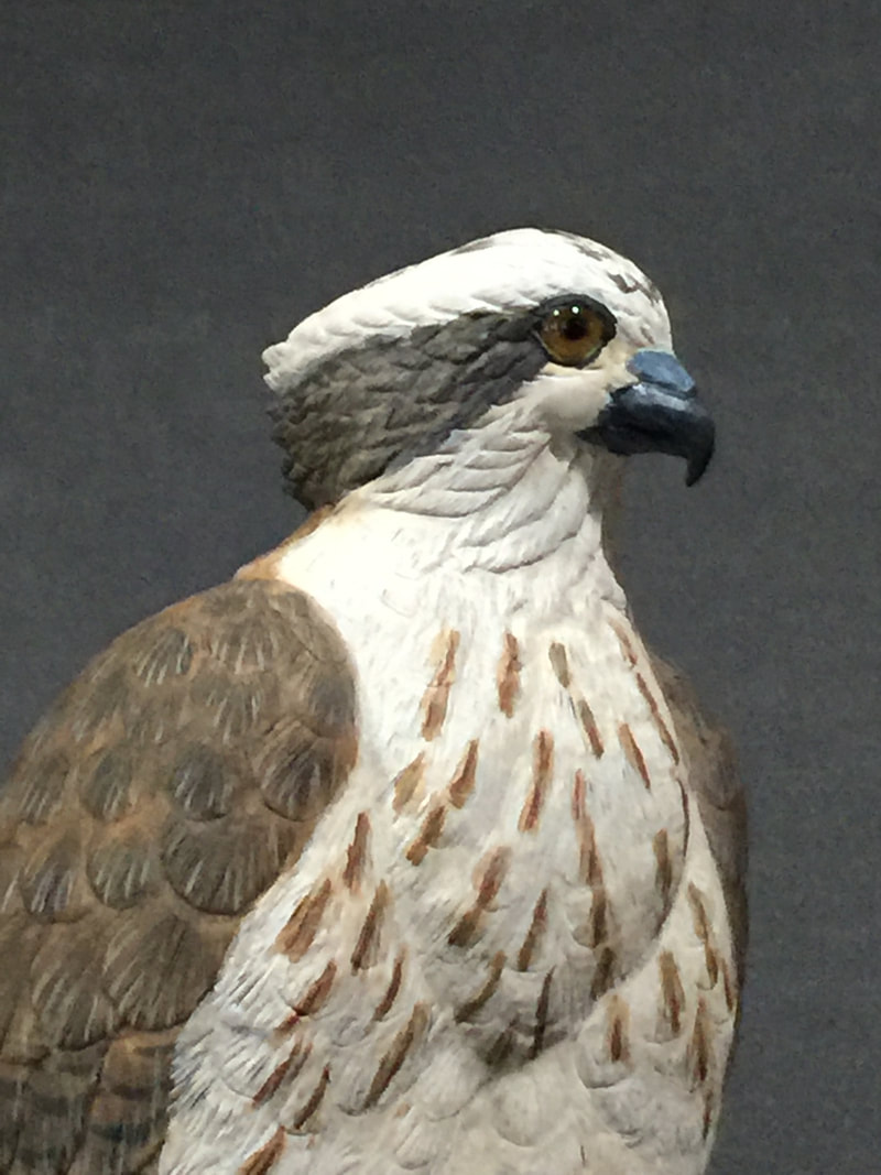 Osprey – Obsessed with Owls Woodcarving & Photography Studio